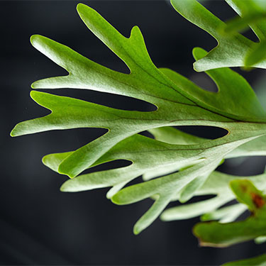 How To Care For Ferns Indoors & Outside | Beginner’s Guide